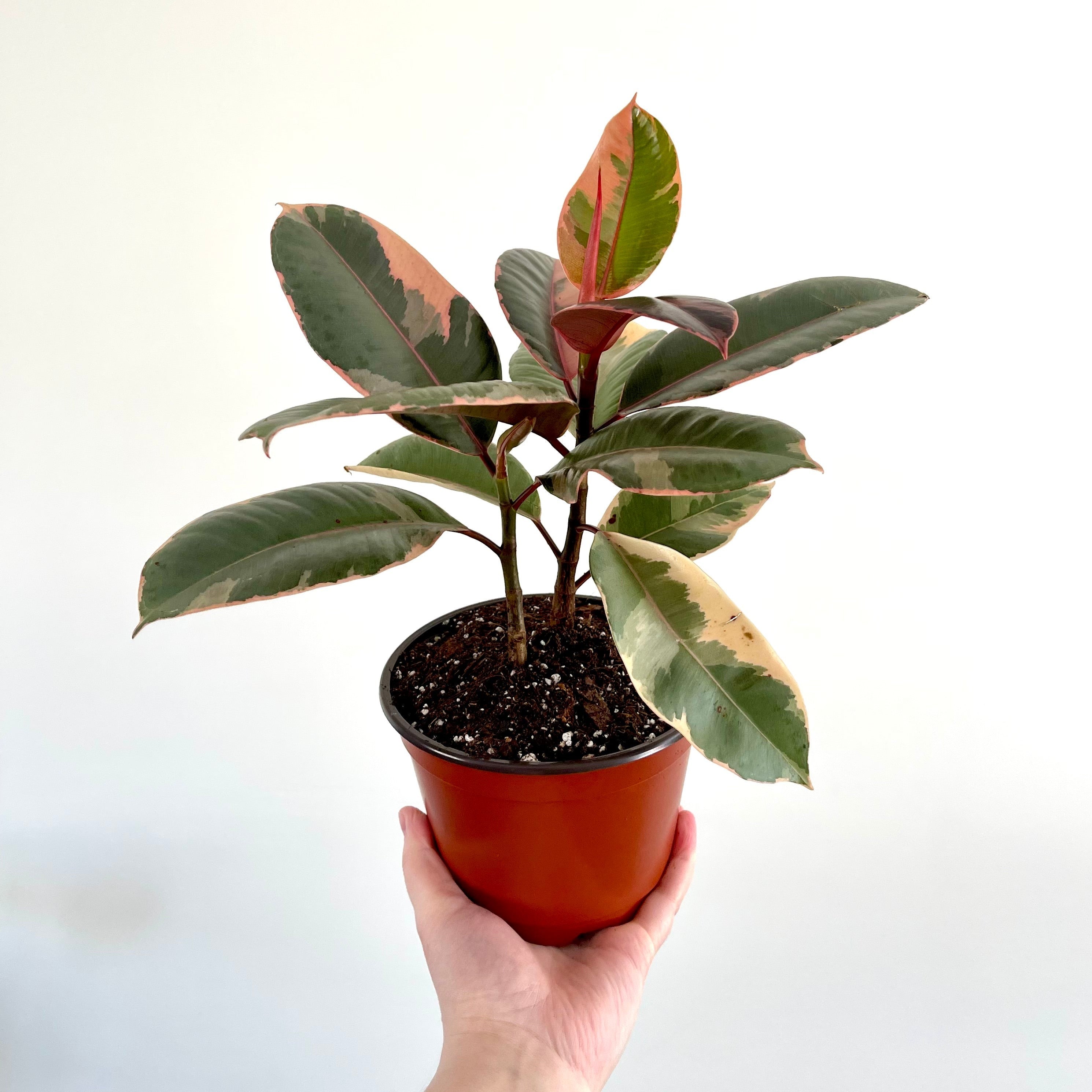 Ruby Pink Ficus Elastica – Vetter Plant Co.